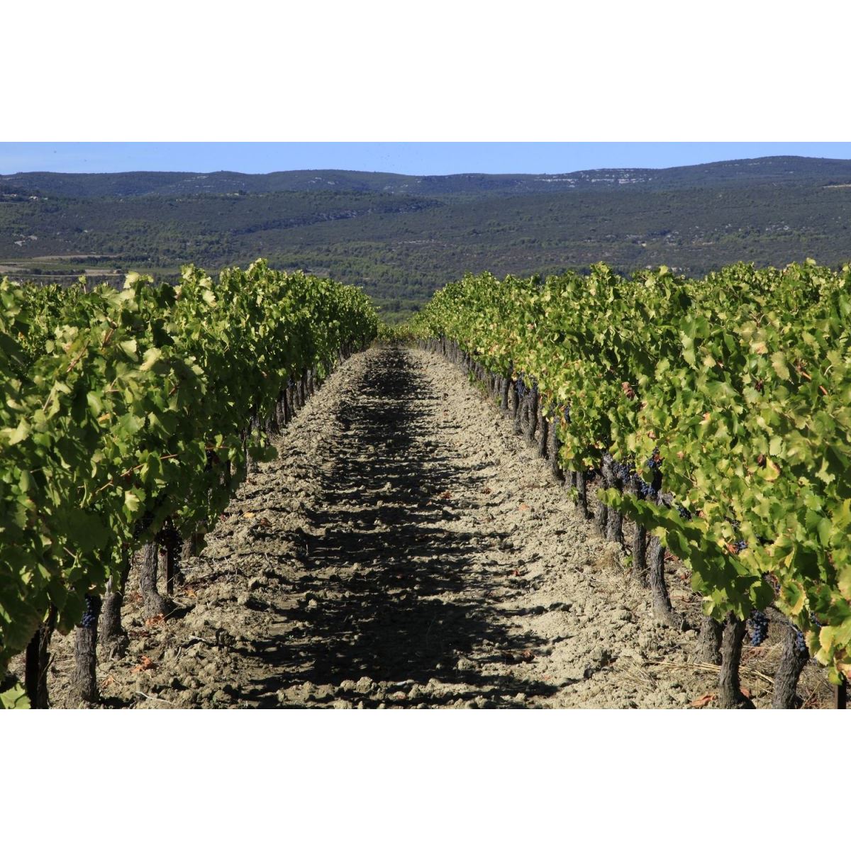 6 bouteilles de vin 75cl Luberon Rosé "Domaine Chasson" 2020 - The Best ...